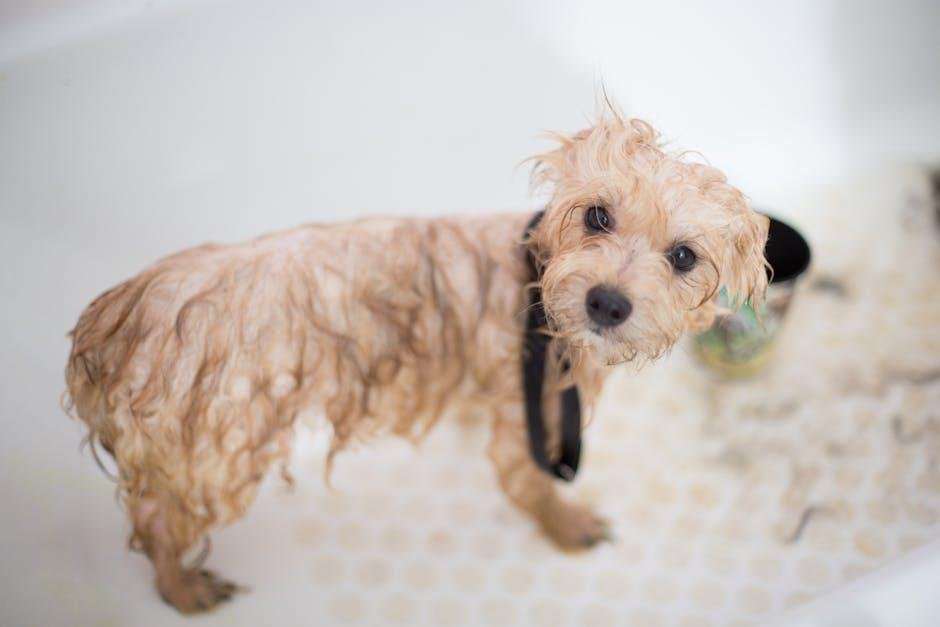 How to Calm Your Dog Before Grooming | COMPASSION FOR CANINES
